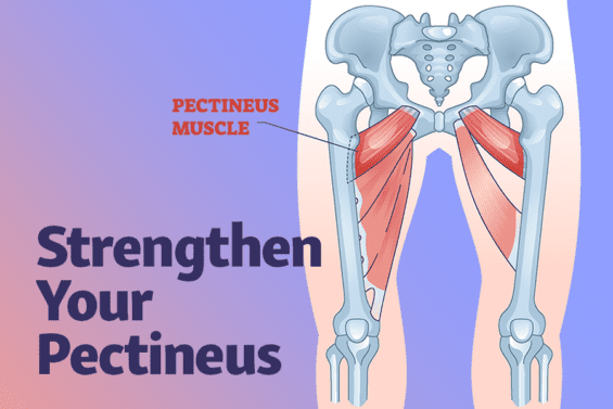 Adductor Muscles and Pectineus: Understanding Their Role Musclei strenghten